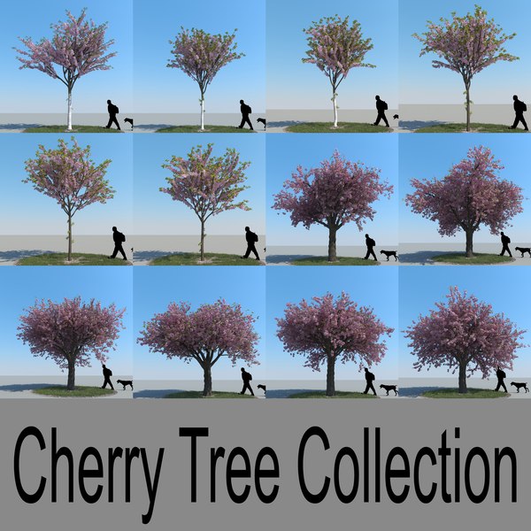 3D Cherry-Blossom Models | TurboSquid