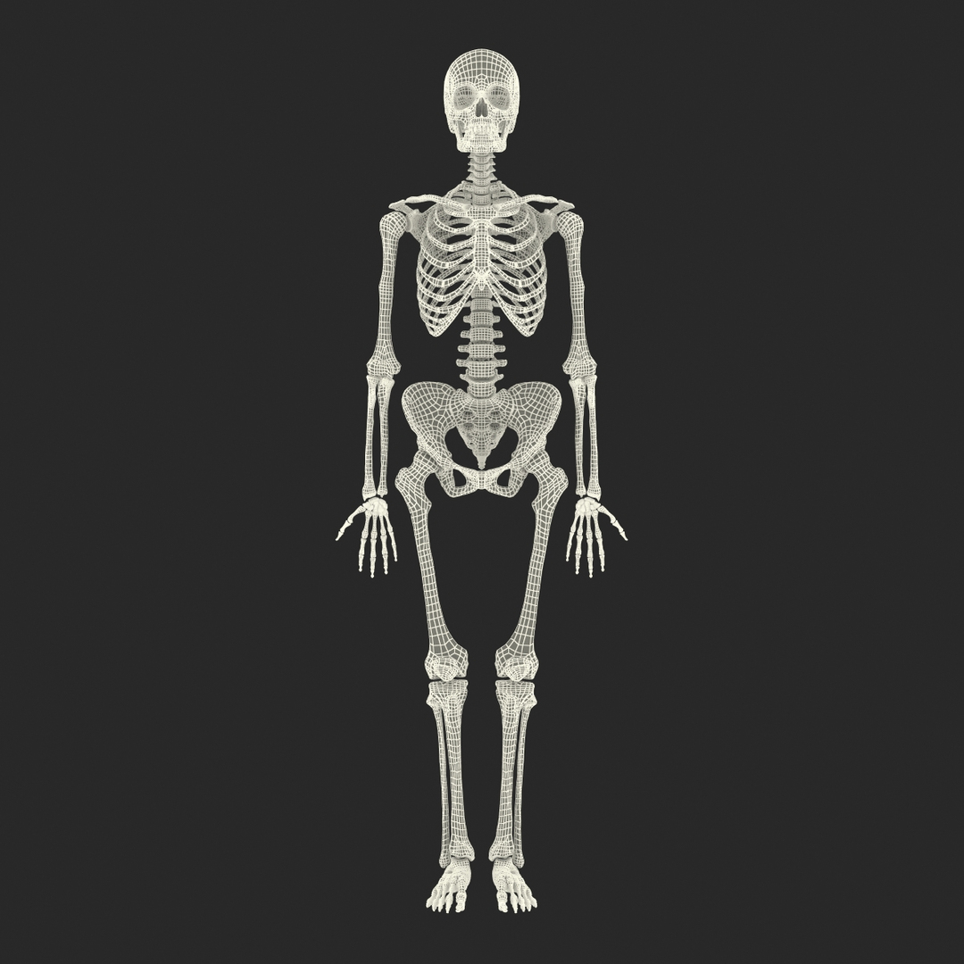 human female skeleton max