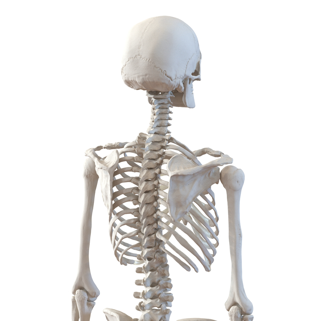 human female skeleton max