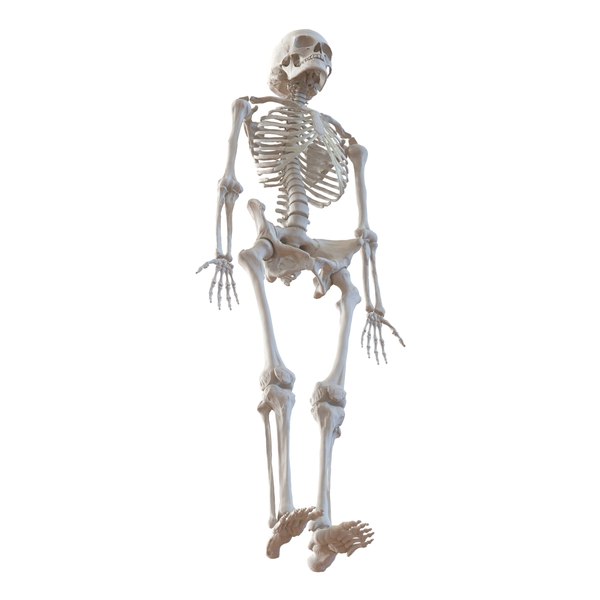 human female skeleton max