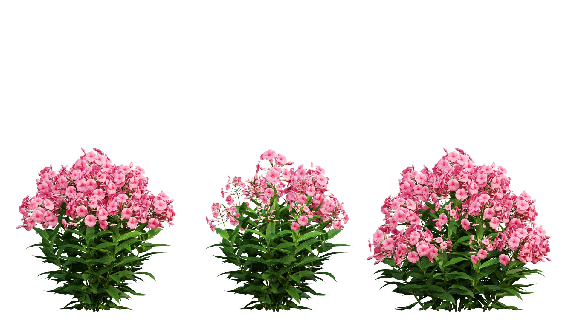 3D Phlox Paniculata Red 02 - TurboSquid 1965542