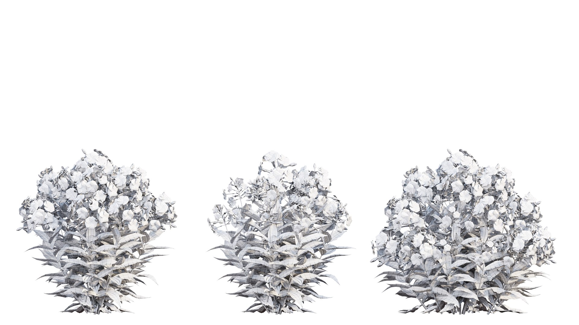 3D Phlox Paniculata Red 02 - TurboSquid 1965542