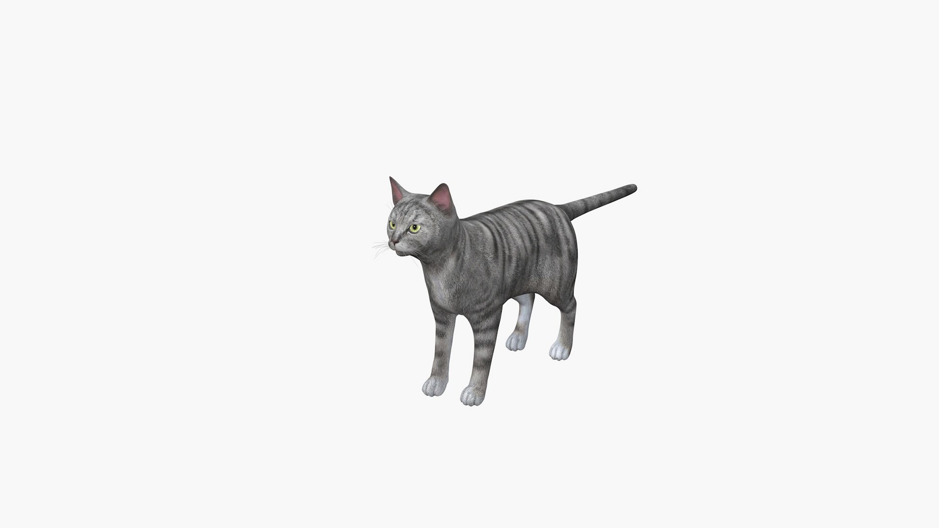 3D Model Vitas Shorthair Cat - TurboSquid 2368902