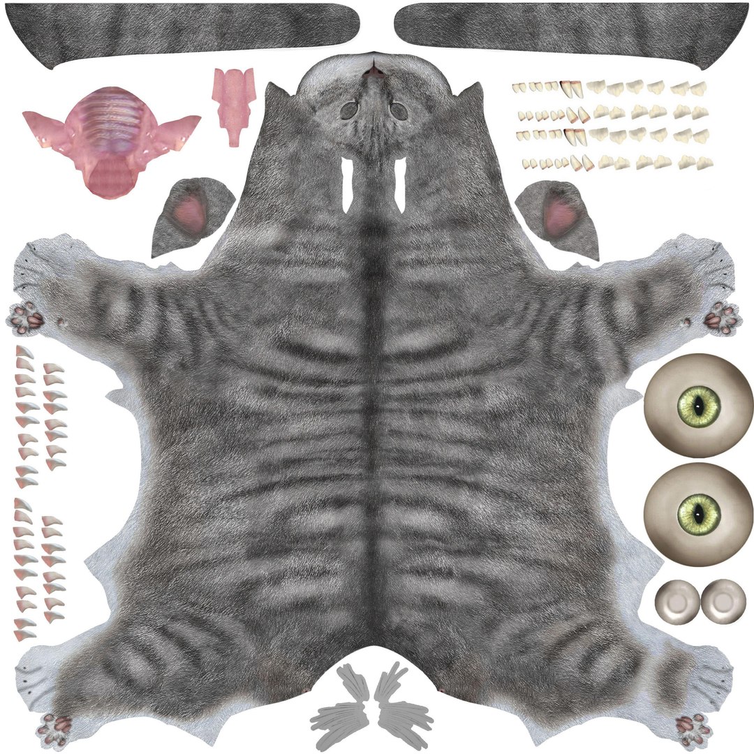 3D Model Vitas Shorthair Cat - TurboSquid 2368902