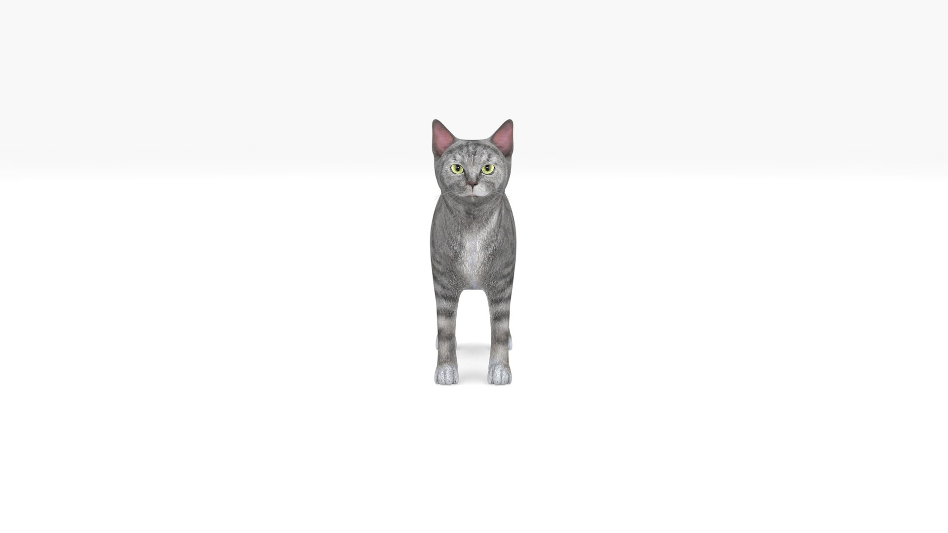 3D Model Vitas Shorthair Cat - TurboSquid 2368902