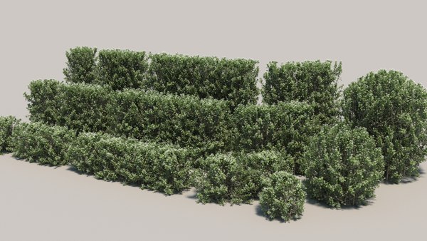 snow snowy bushwall max