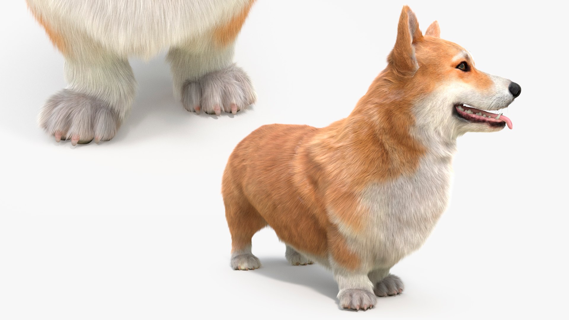 Pembroke Welsh Corgi Dog Standing Pose Fur 3D Model - TurboSquid 2410995