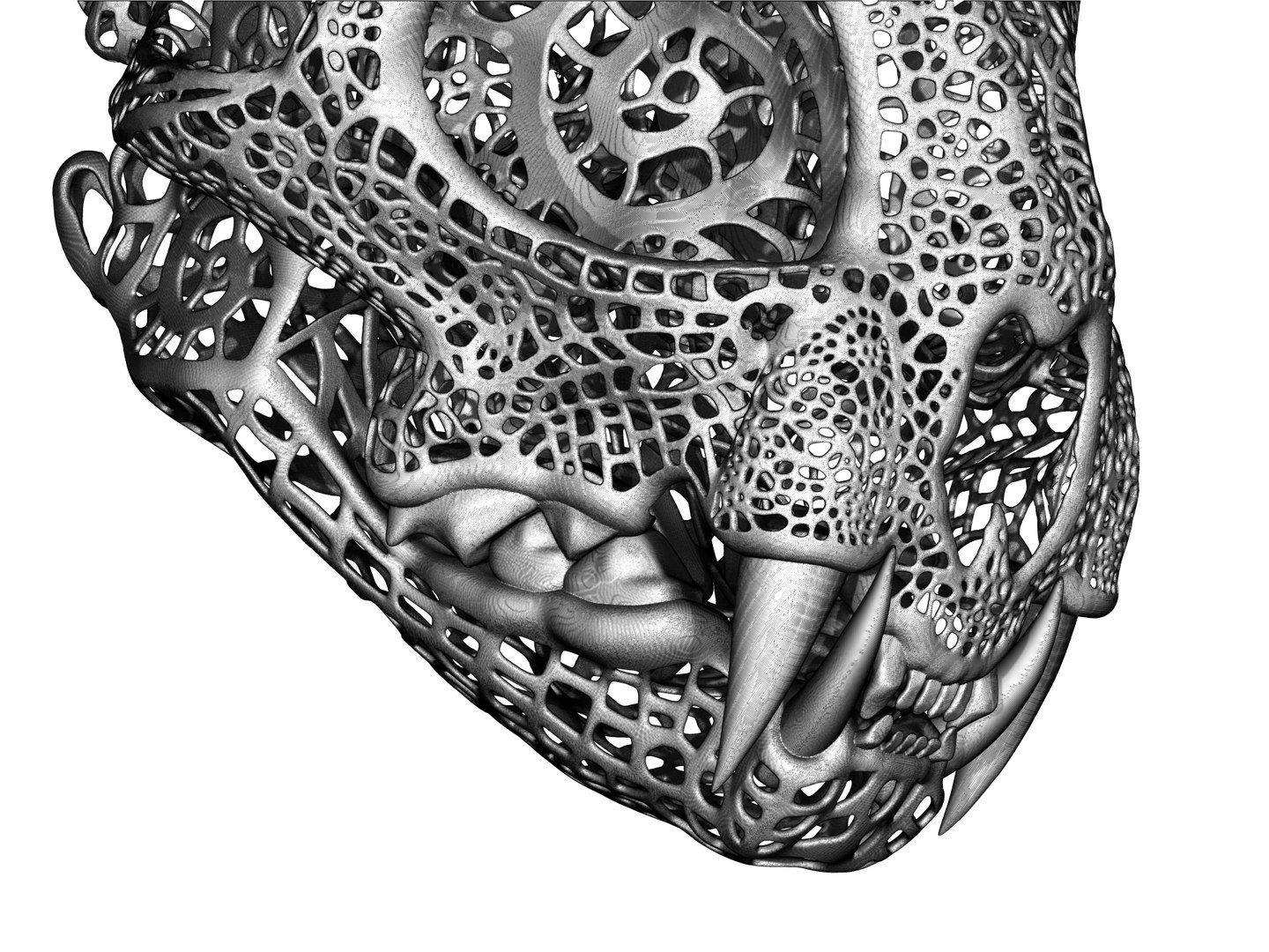 Anatomical Bobcat Skull 3D Model - TurboSquid 1660971