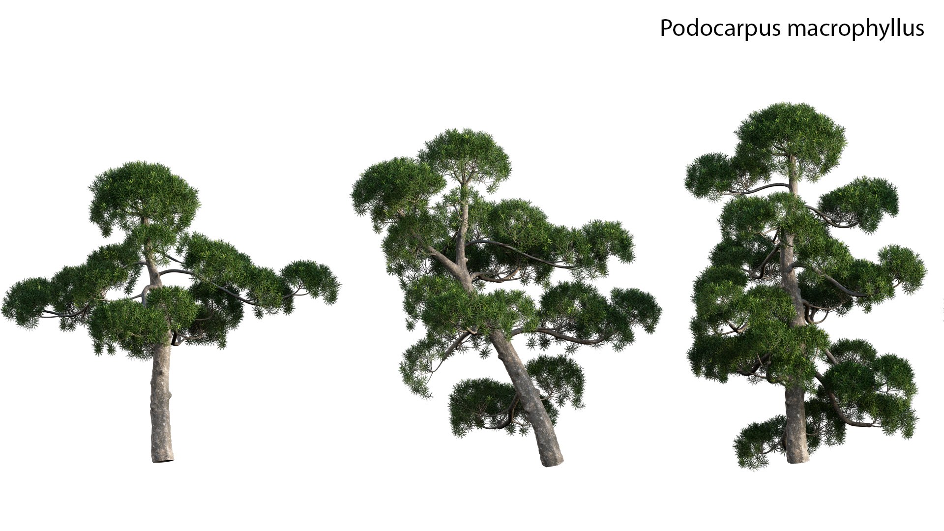 3D Podocarpus Macrophyllus - Yew Plum Pine Model - TurboSquid 1863591