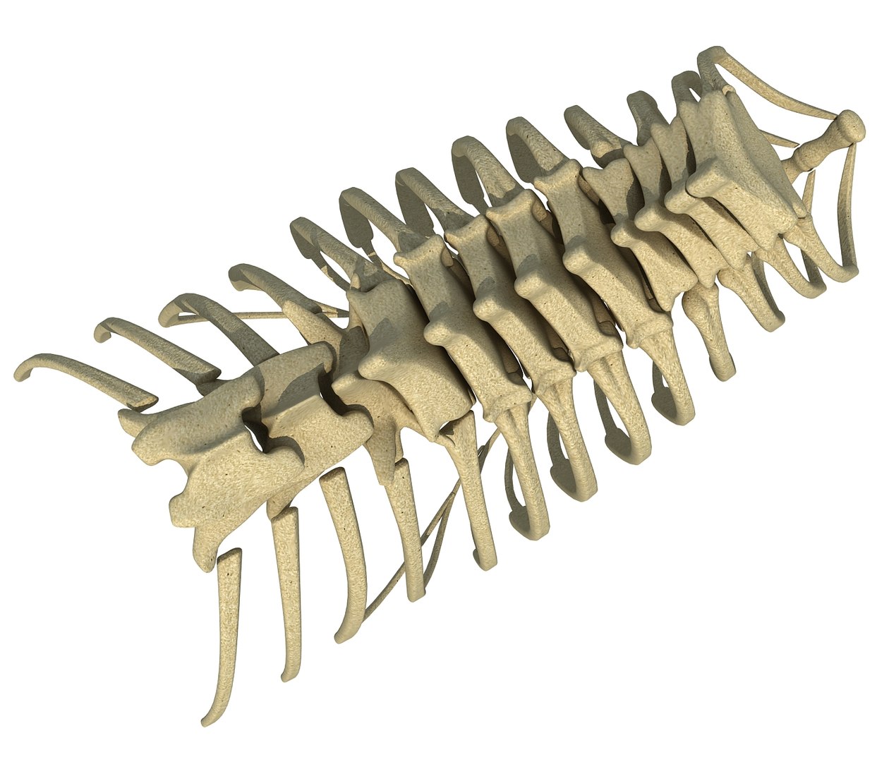 3D Model Animal Rib Cage - TurboSquid 1177850