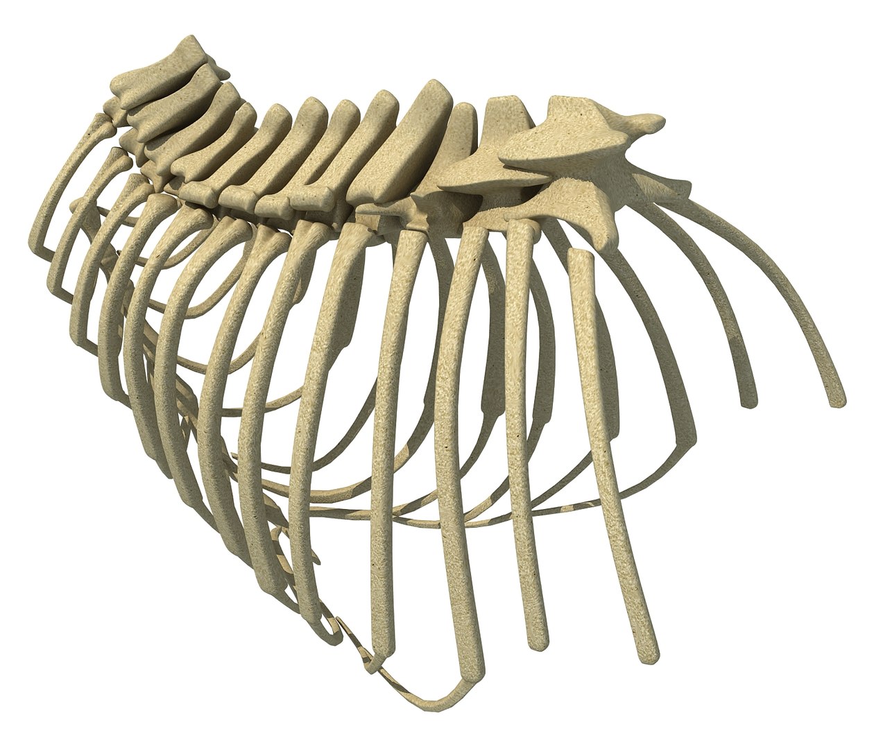 3D Model Animal Rib Cage - TurboSquid 1177850