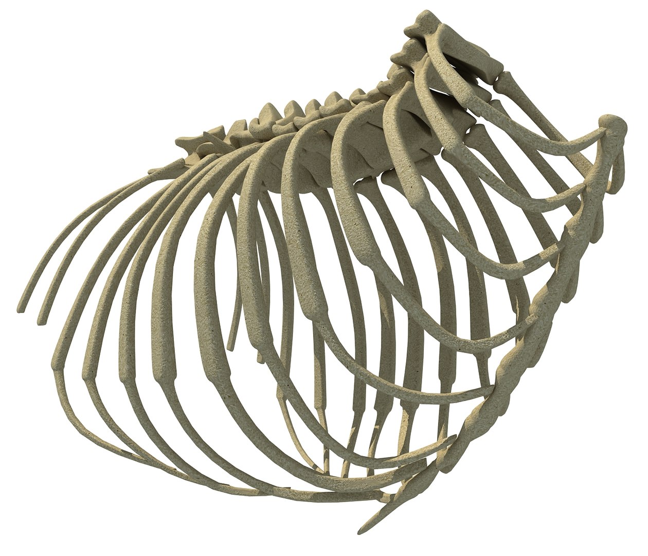 3D Model Animal Rib Cage - TurboSquid 1177850