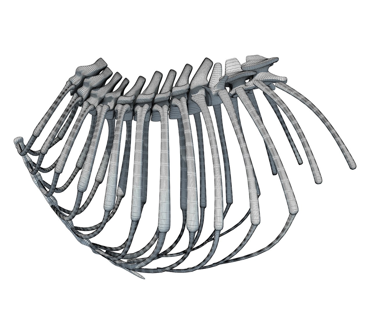 3D Model Animal Rib Cage - TurboSquid 1177850