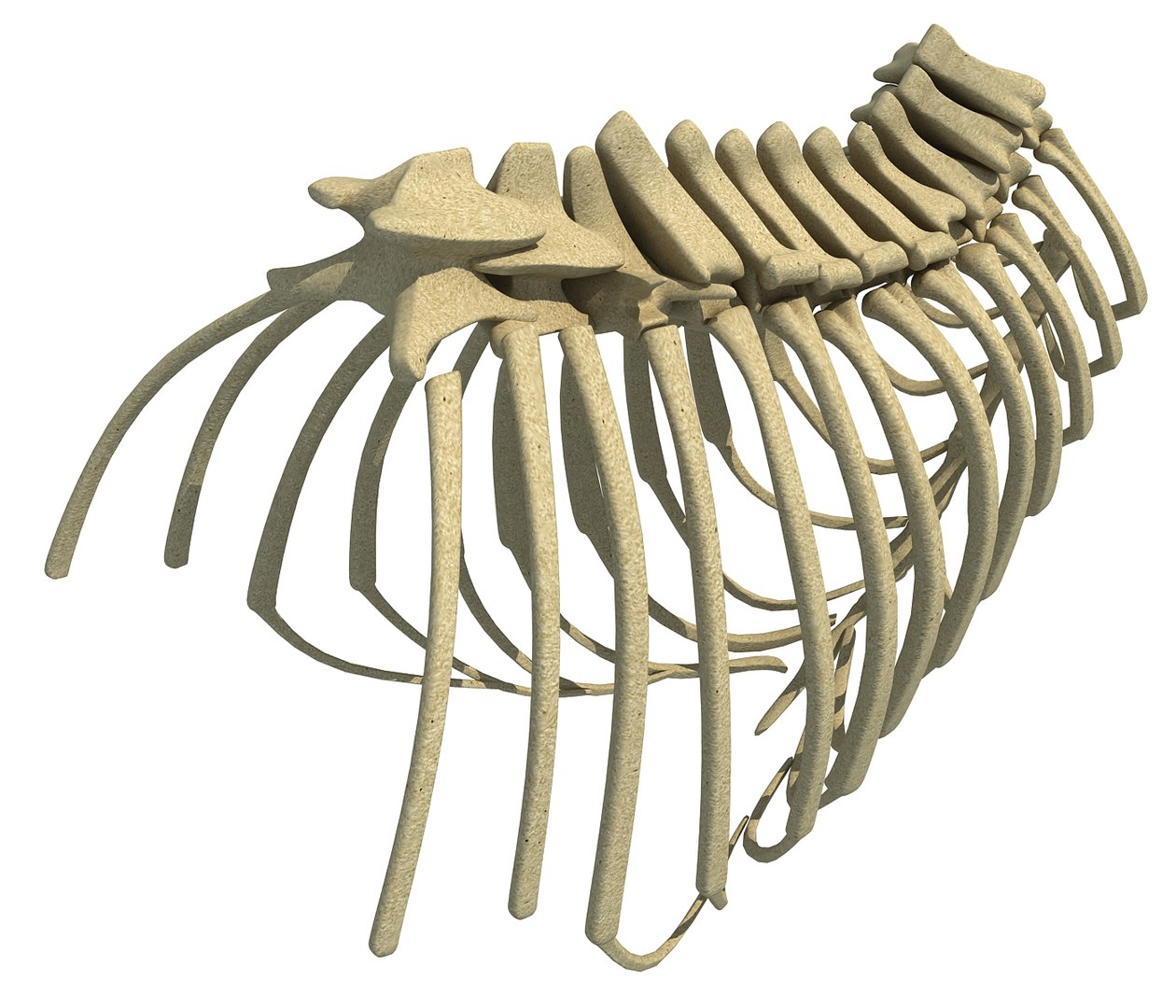 3D Model Animal Rib Cage - TurboSquid 1177850