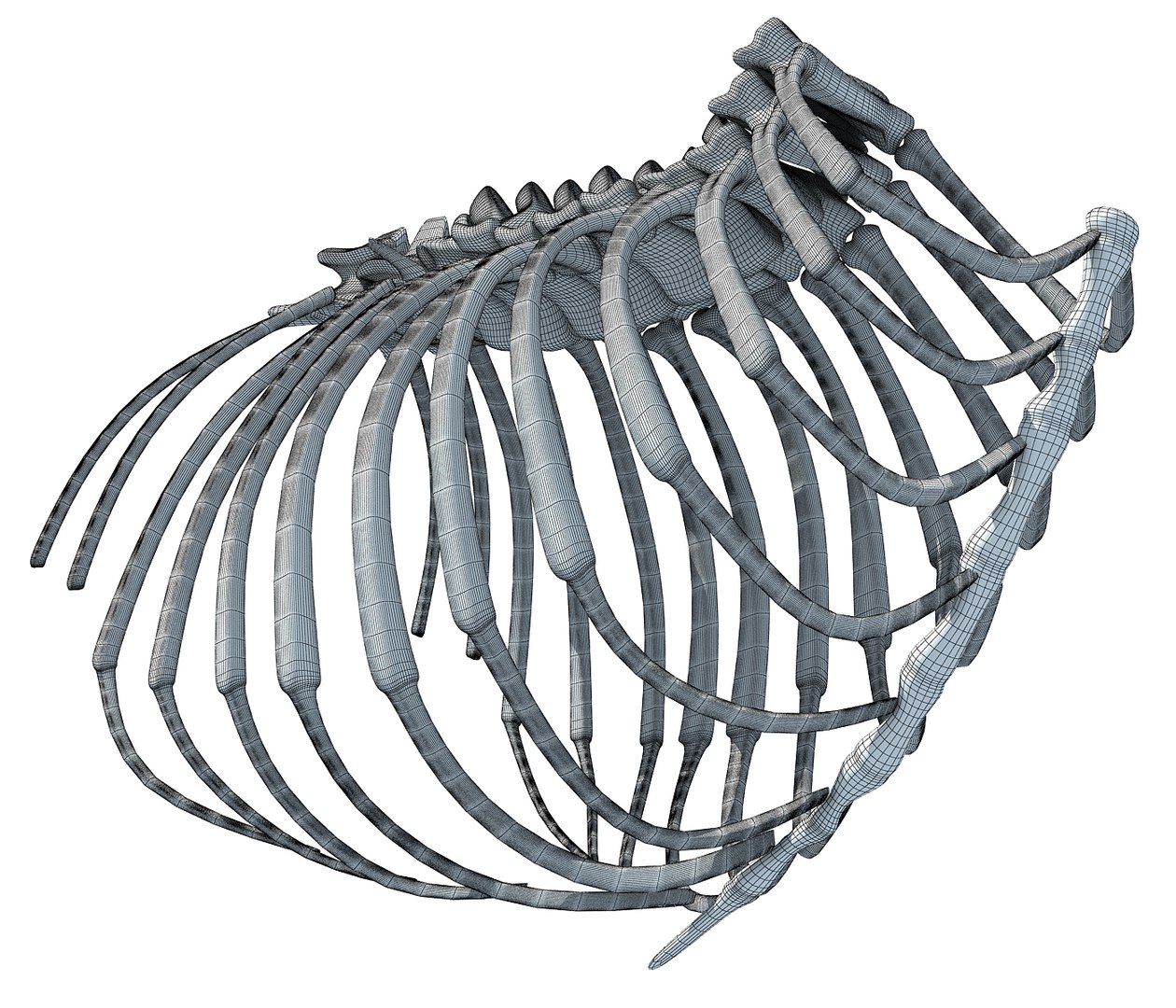 3D Model Animal Rib Cage - TurboSquid 1177850