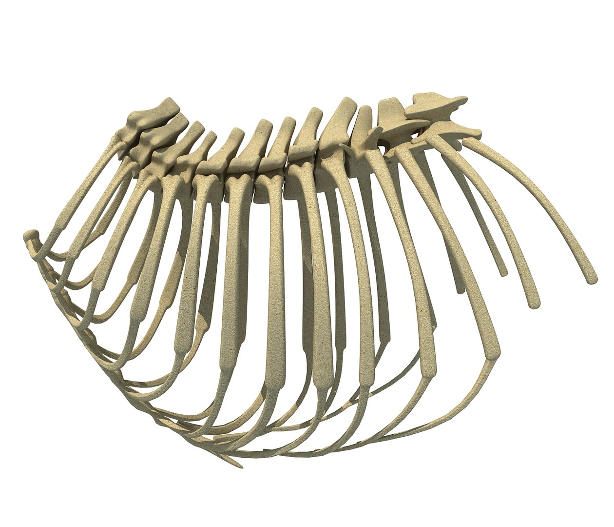 3D Model Animal Rib Cage - TurboSquid 1177850