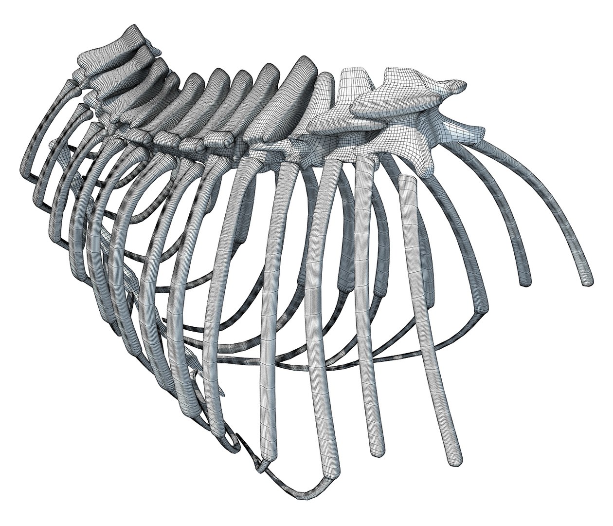 3D Model Animal Rib Cage - TurboSquid 1177850