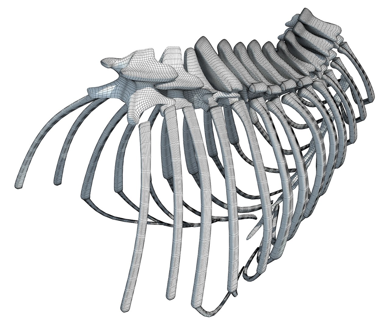 3D Model Animal Rib Cage - TurboSquid 1177850
