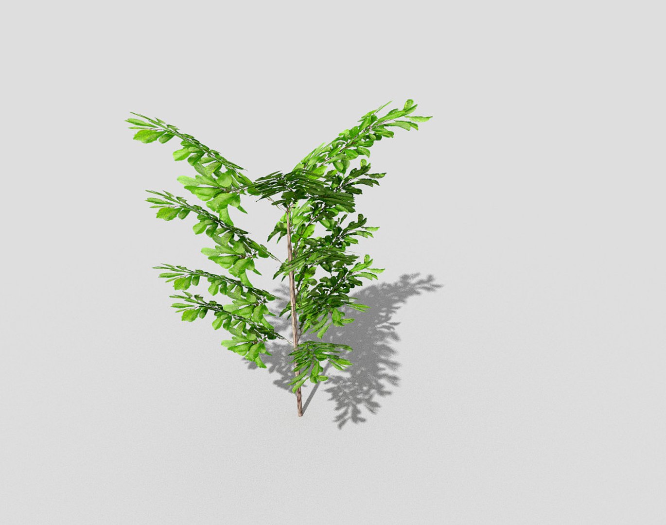 blend plant