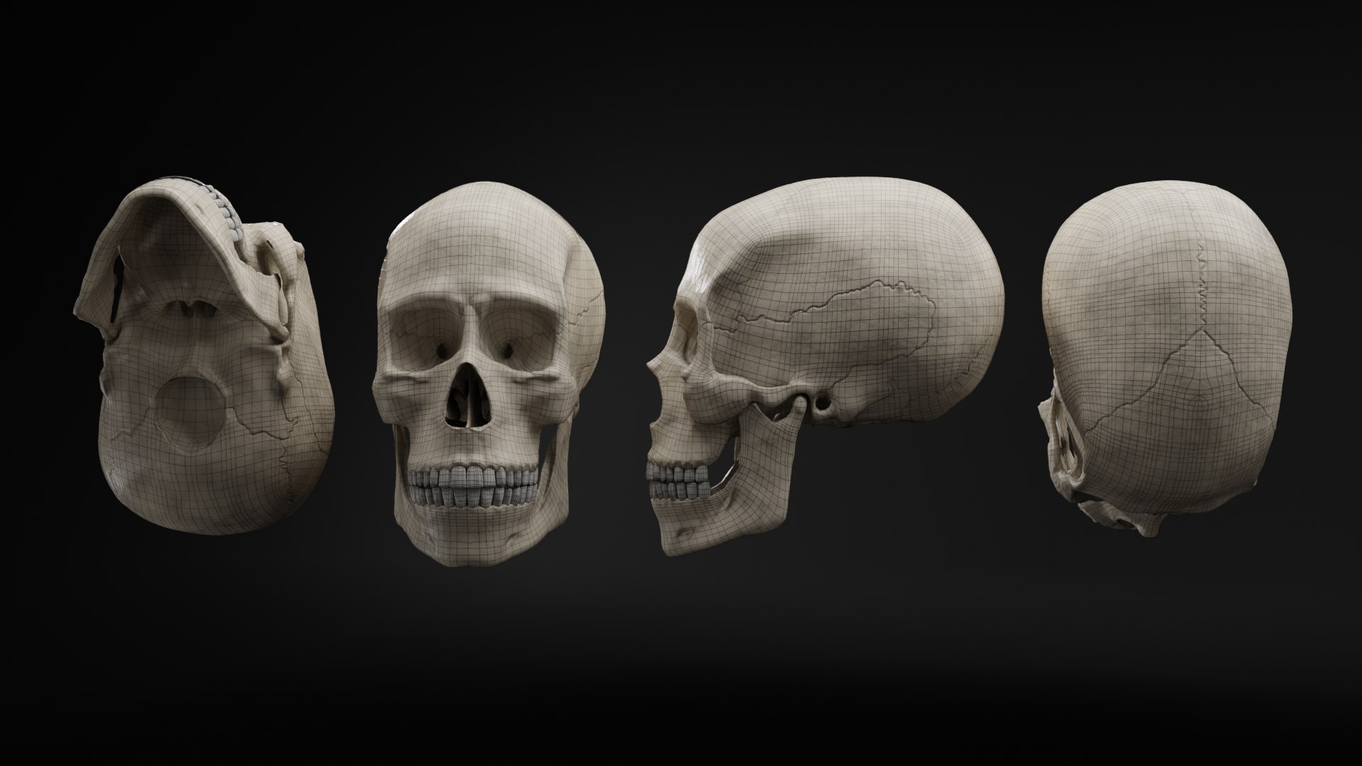 3D Model Realistic Human Skull High Poly And Low Poly Versions ...