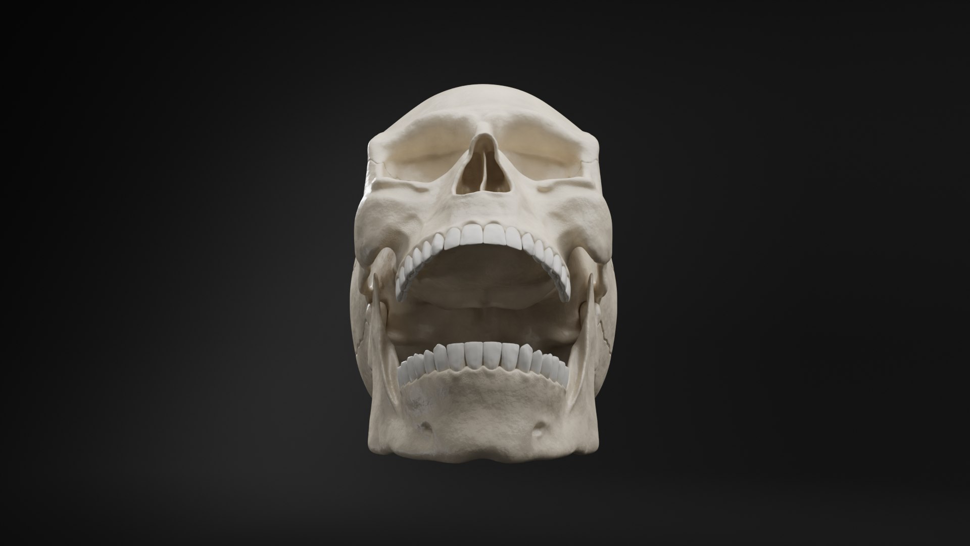 3D Model Realistic Human Skull High Poly And Low Poly Versions ...