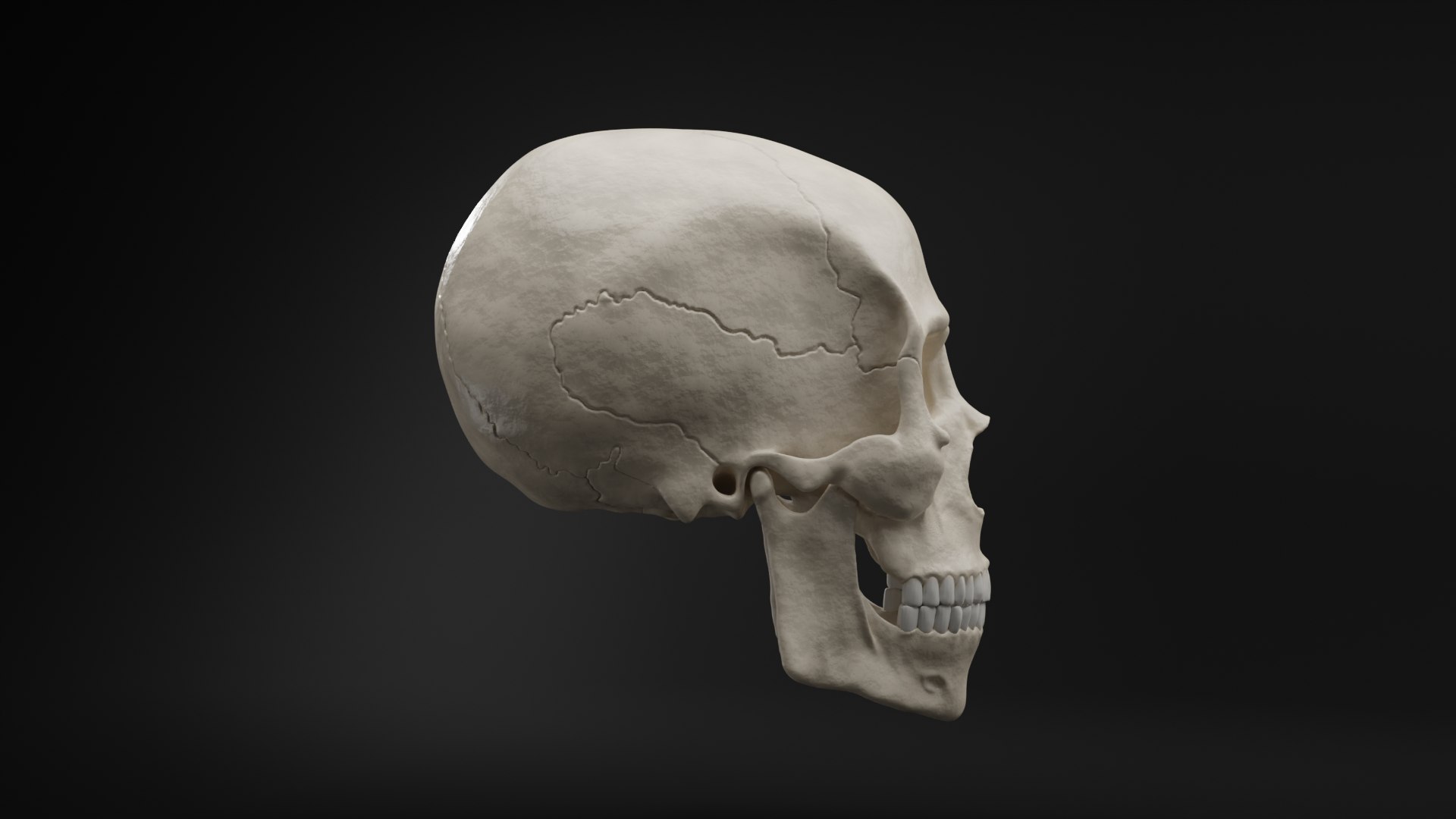 3D Model Realistic Human Skull High Poly And Low Poly Versions ...