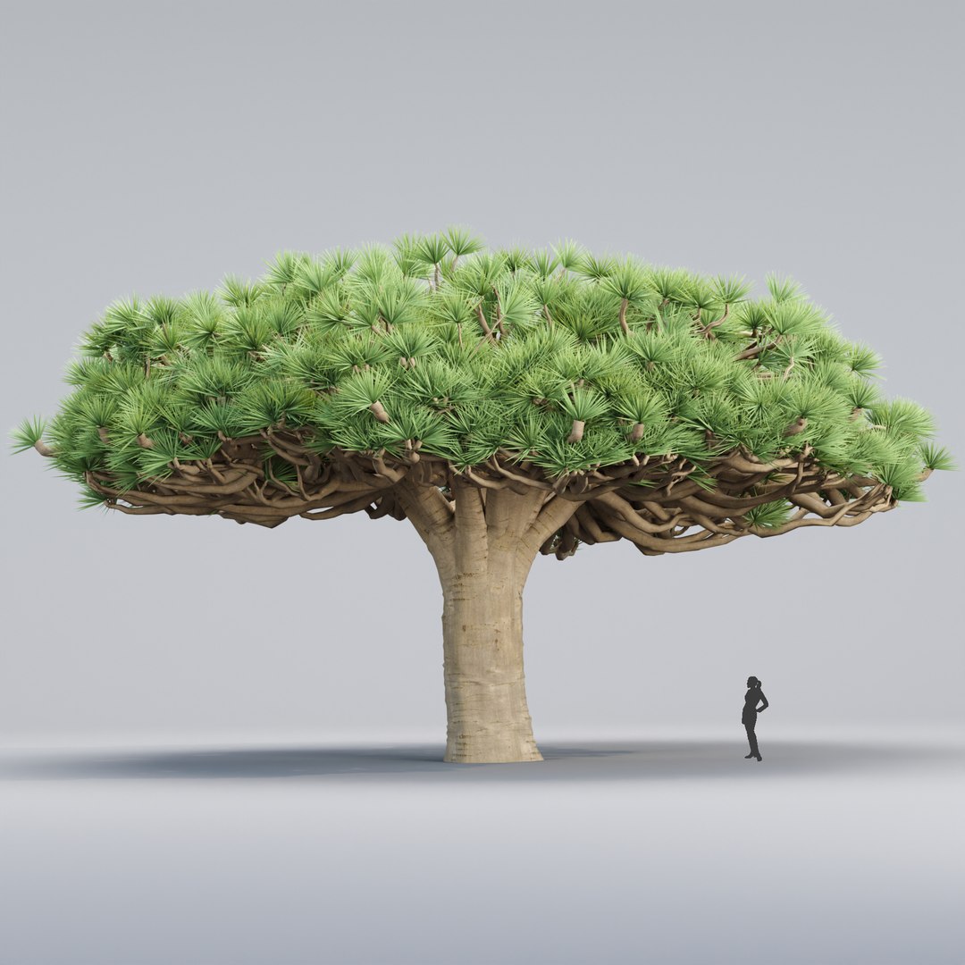3D Socotra Dragon Trees Vol 14-3dmodel Model - TurboSquid 2261969