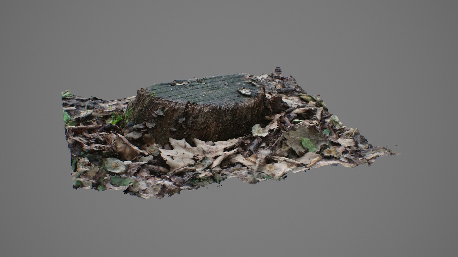 3D Model Tree Stump - TurboSquid 1563674