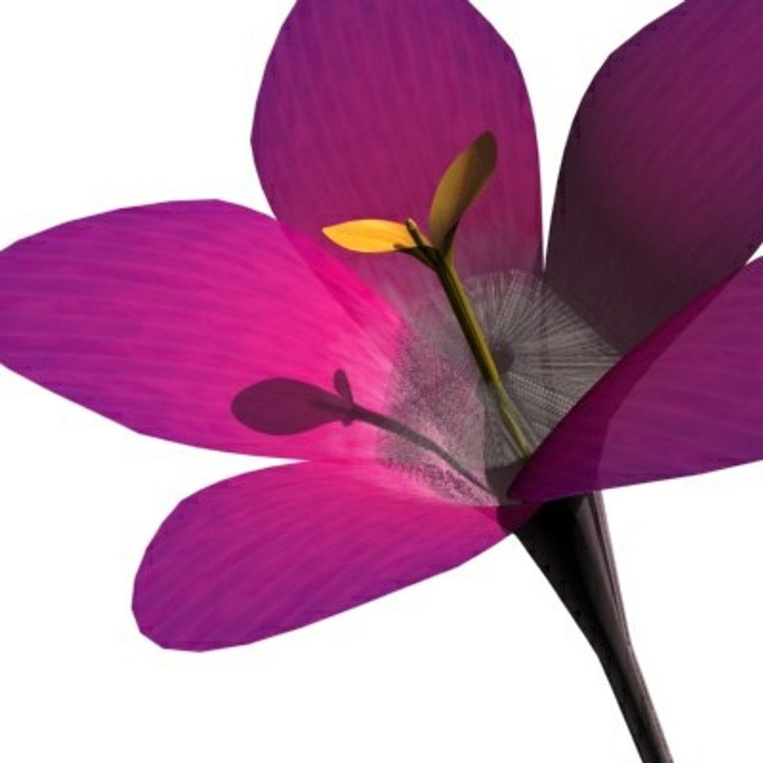 Realistic Medium 3d Model