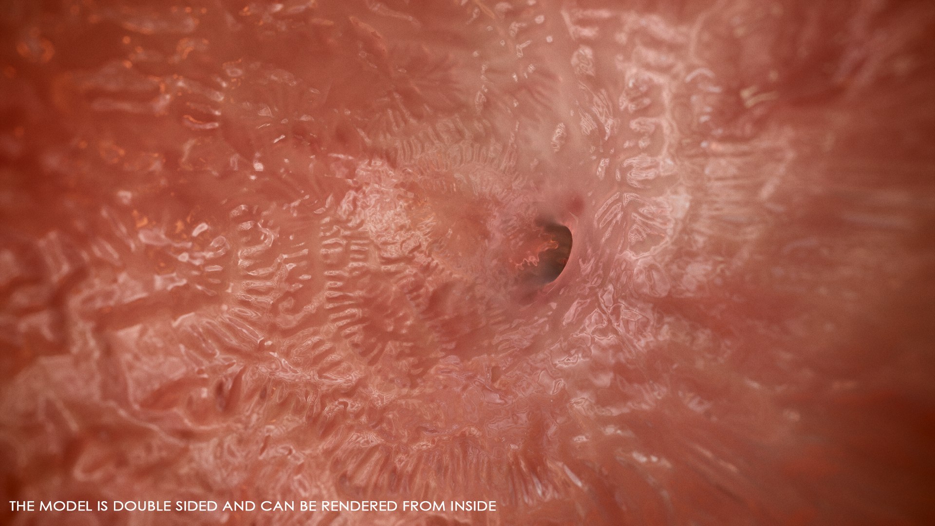 3D Model Realistic Stomach Anatomy - TurboSquid 1557781