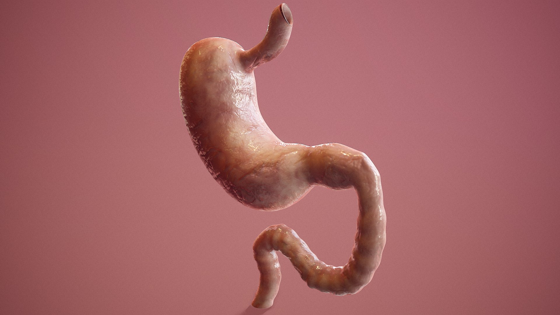 3D Model Realistic Stomach Anatomy - TurboSquid 1557781