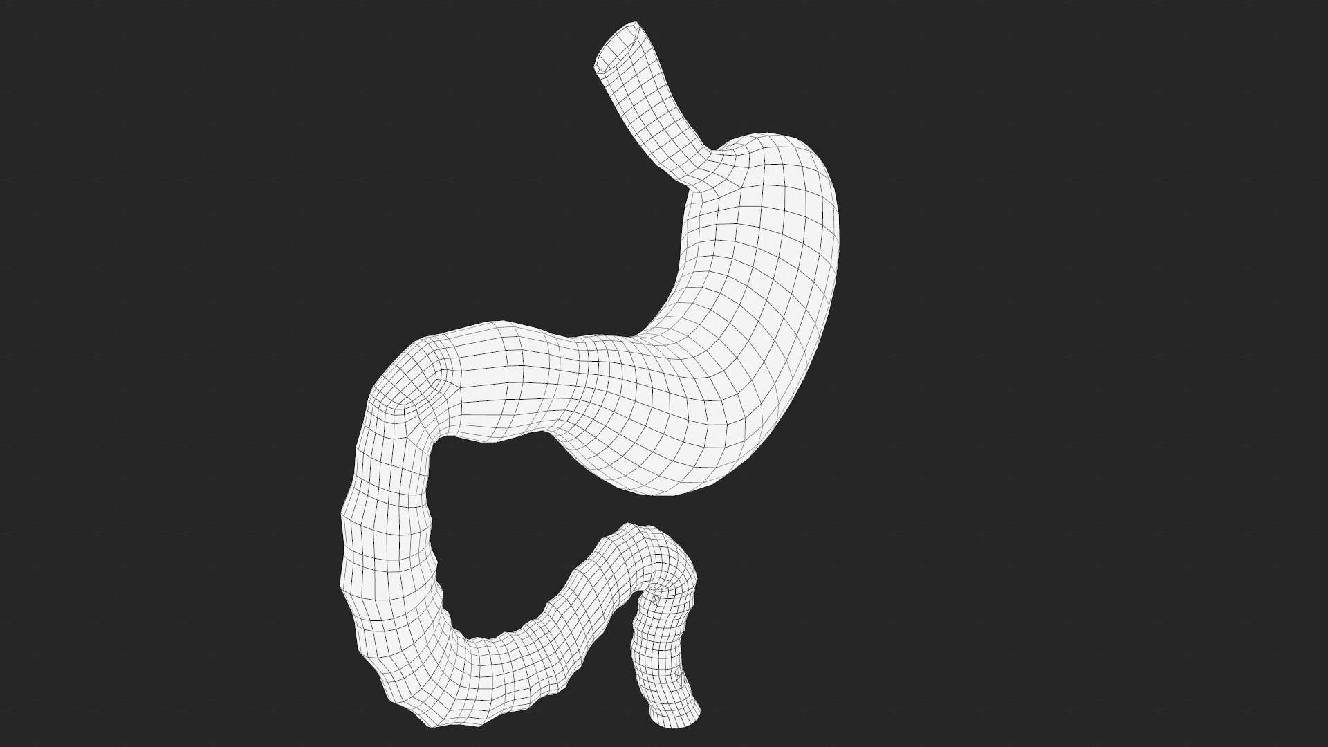 3D Model Realistic Stomach Anatomy - TurboSquid 1557781