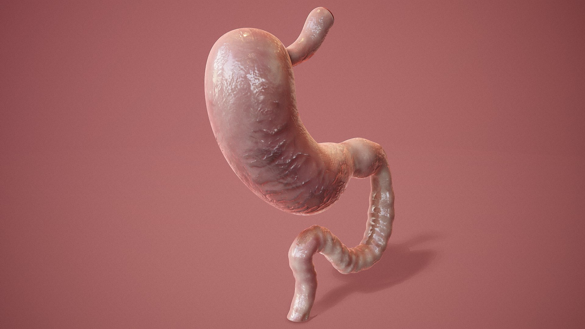 3D Model Realistic Stomach Anatomy - TurboSquid 1557781