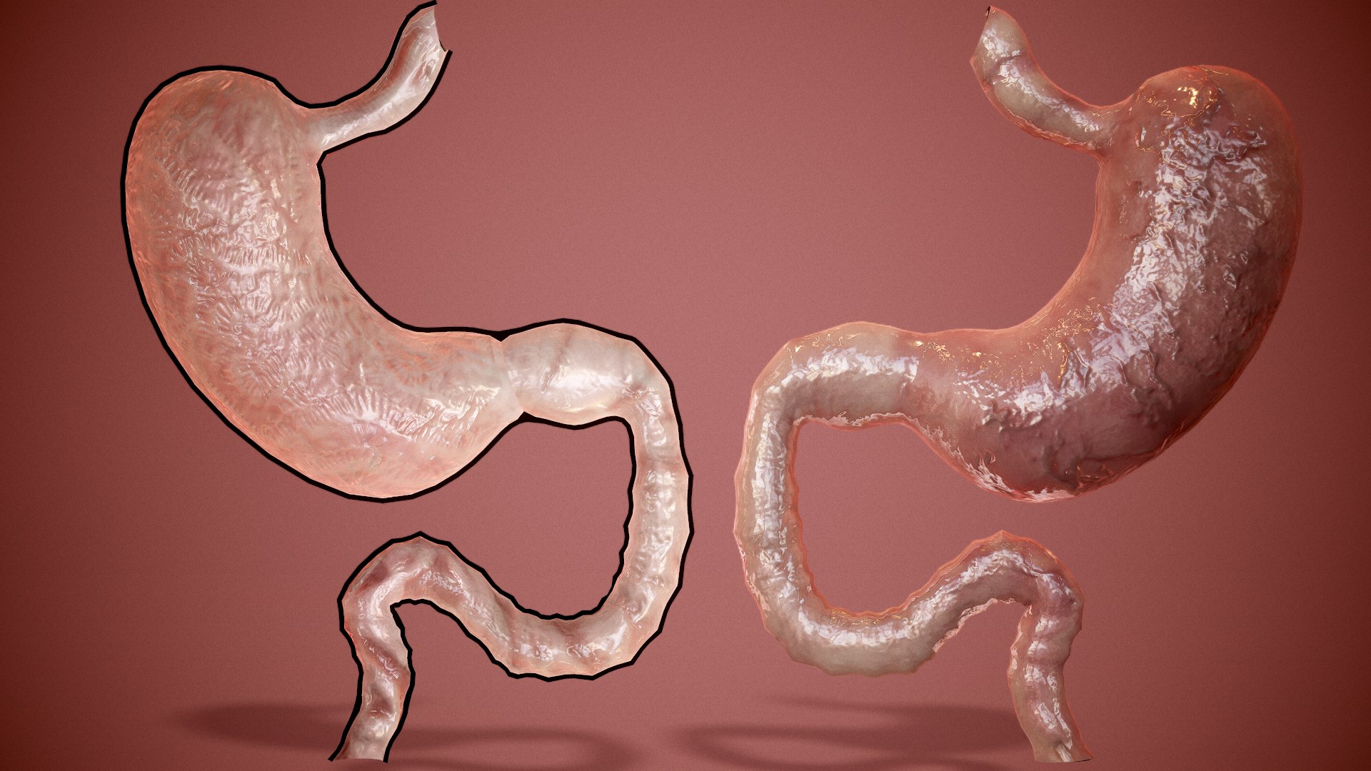 3D Model Realistic Stomach Anatomy - TurboSquid 1557781