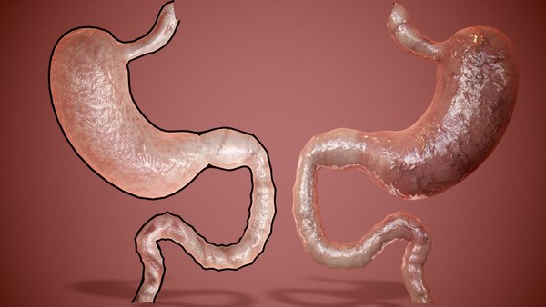 modelo 3d Anatomía realista del estómago - TurboSquid 1557781