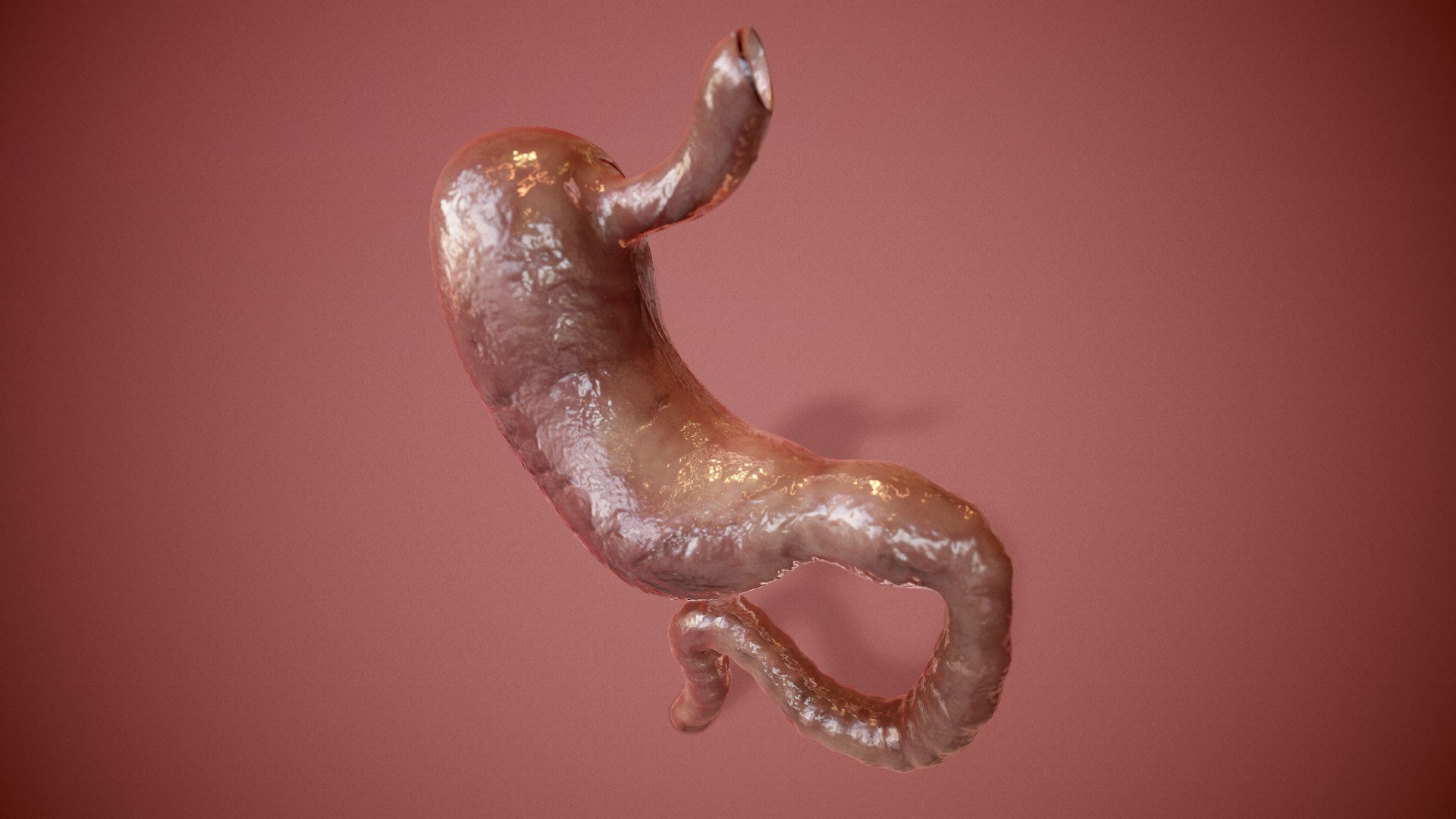 3D Model Realistic Stomach Anatomy - TurboSquid 1557781