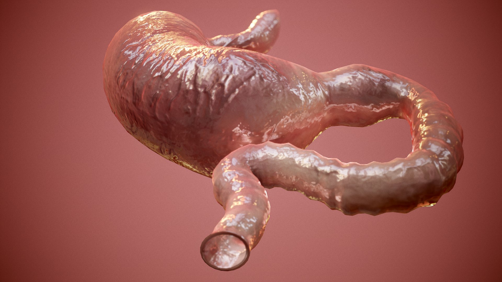 3D Model Realistic Stomach Anatomy - TurboSquid 1557781