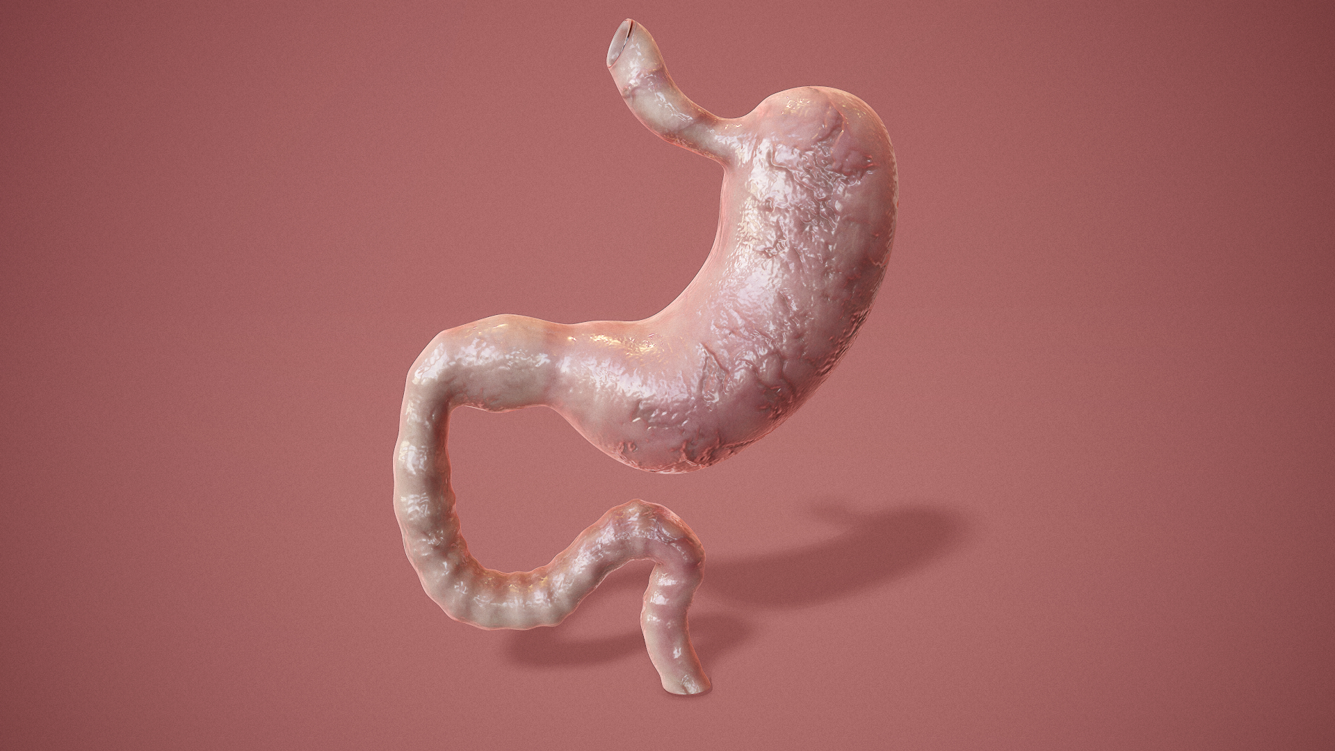 3D Model Realistic Stomach Anatomy - TurboSquid 1557781