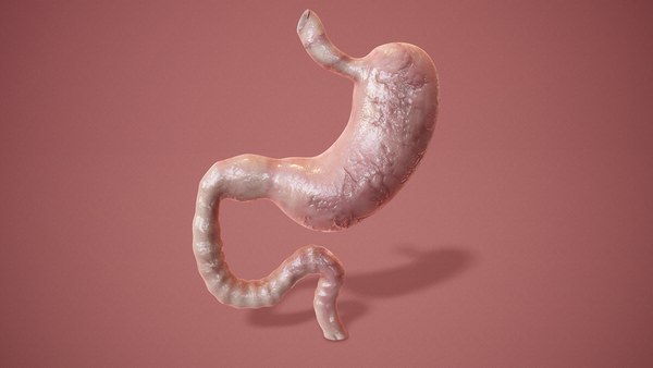 modelo 3d Anatomía realista del estómago - TurboSquid 1557781