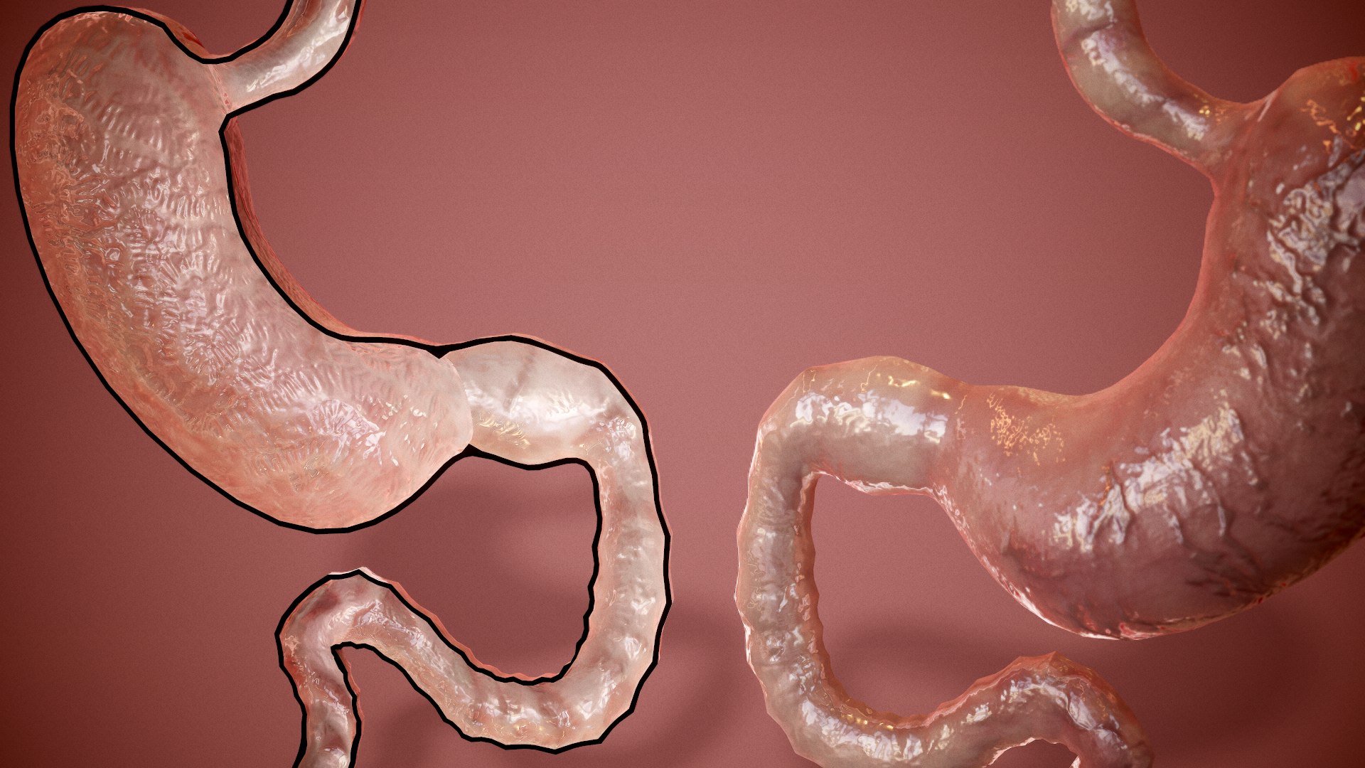 3D Model Realistic Stomach Anatomy - TurboSquid 1557781