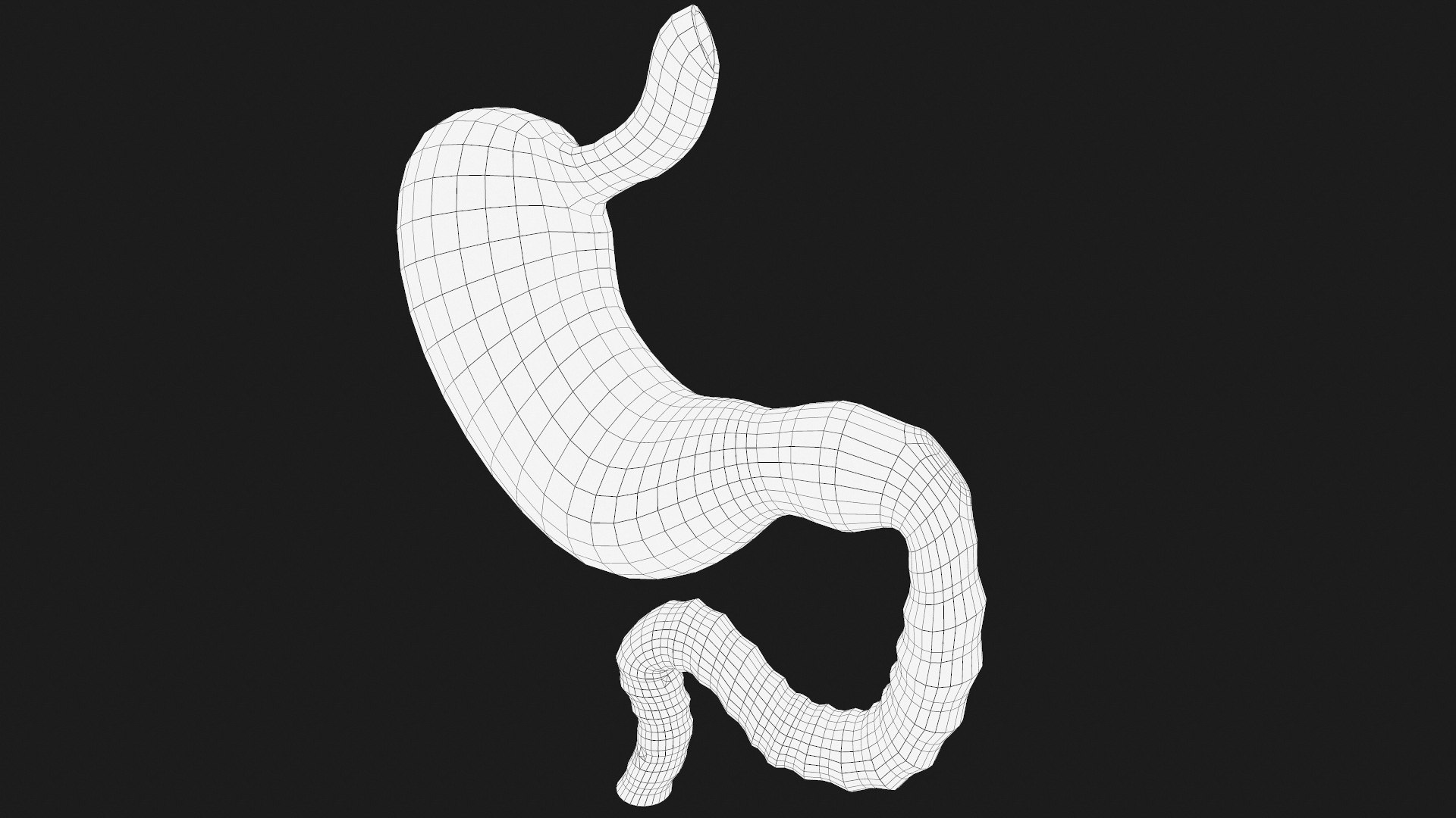 3D Model Realistic Stomach Anatomy - TurboSquid 1557781