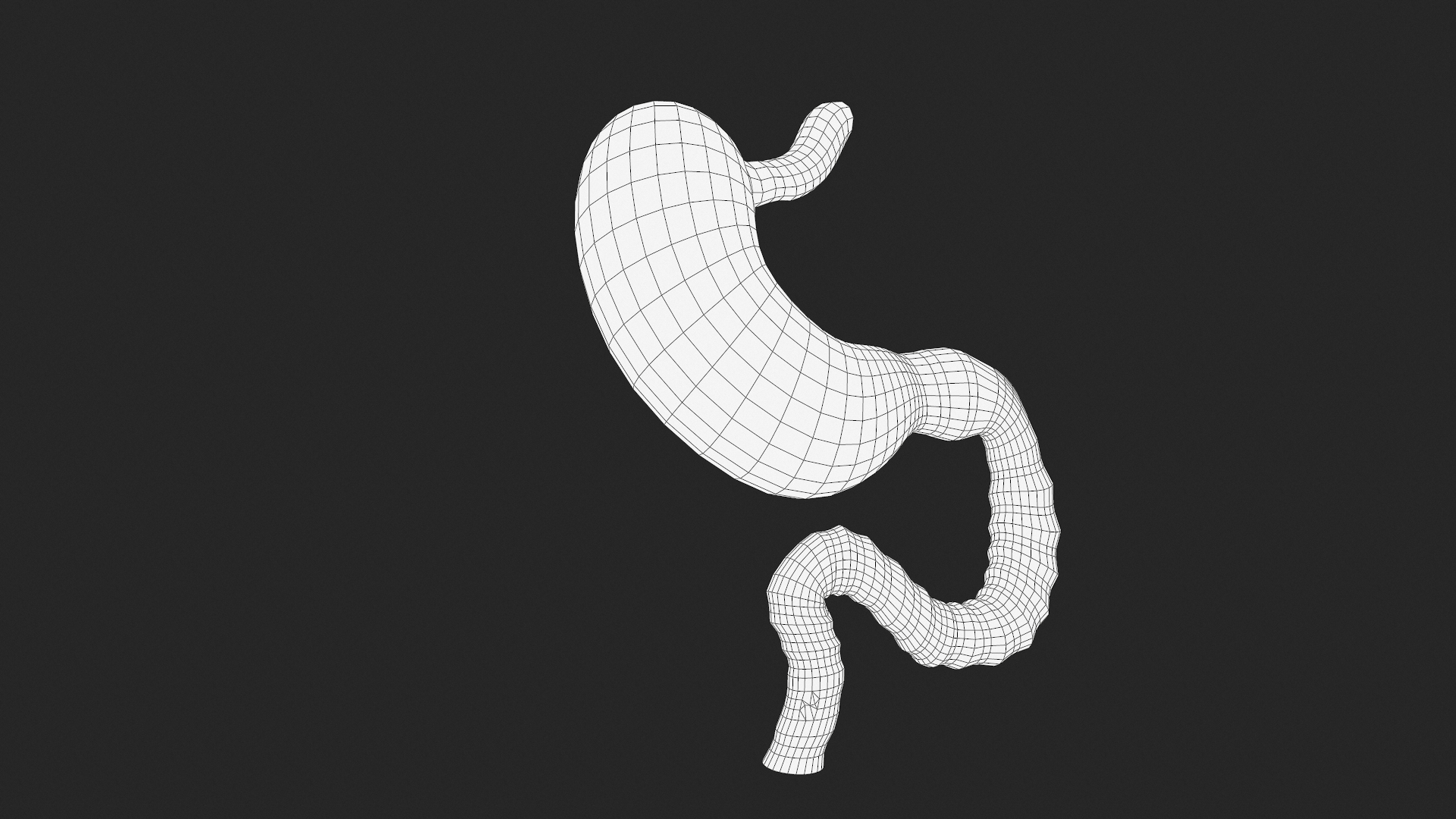 3D Model Realistic Stomach Anatomy - TurboSquid 1557781