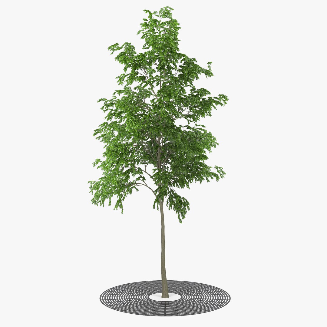 Tree Nature 3D Model - TurboSquid 1372313