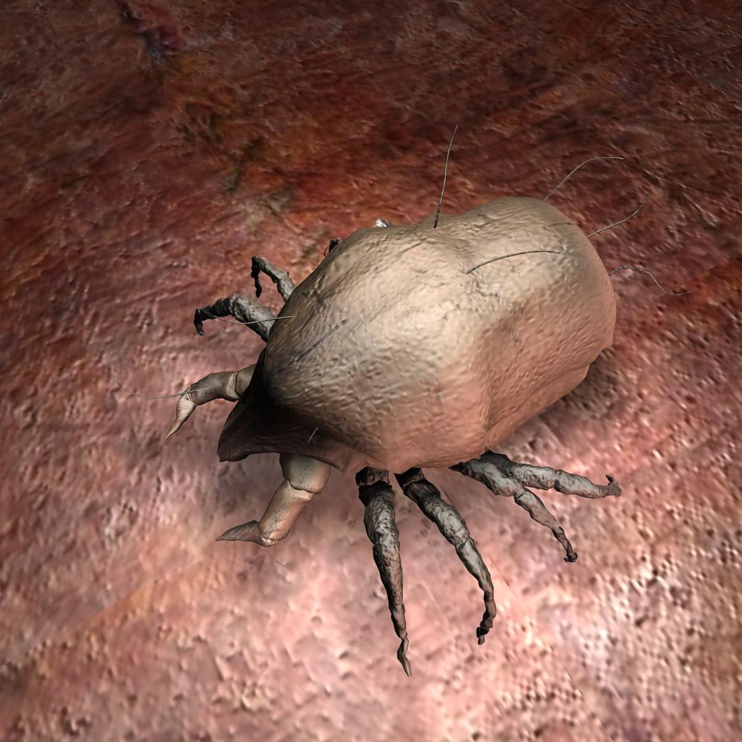 3d model mite monster para