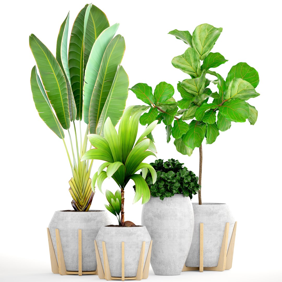 Tropical Plant 3D Model - TurboSquid 1241609