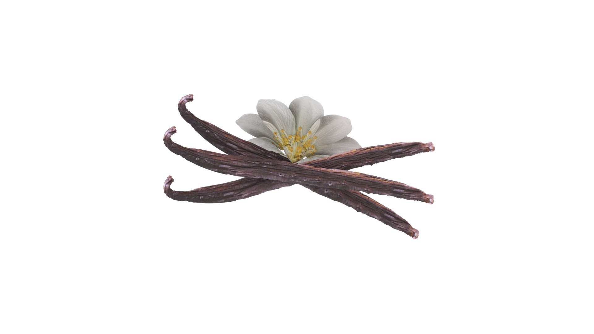 Vanilla 3D Model - TurboSquid 2243521