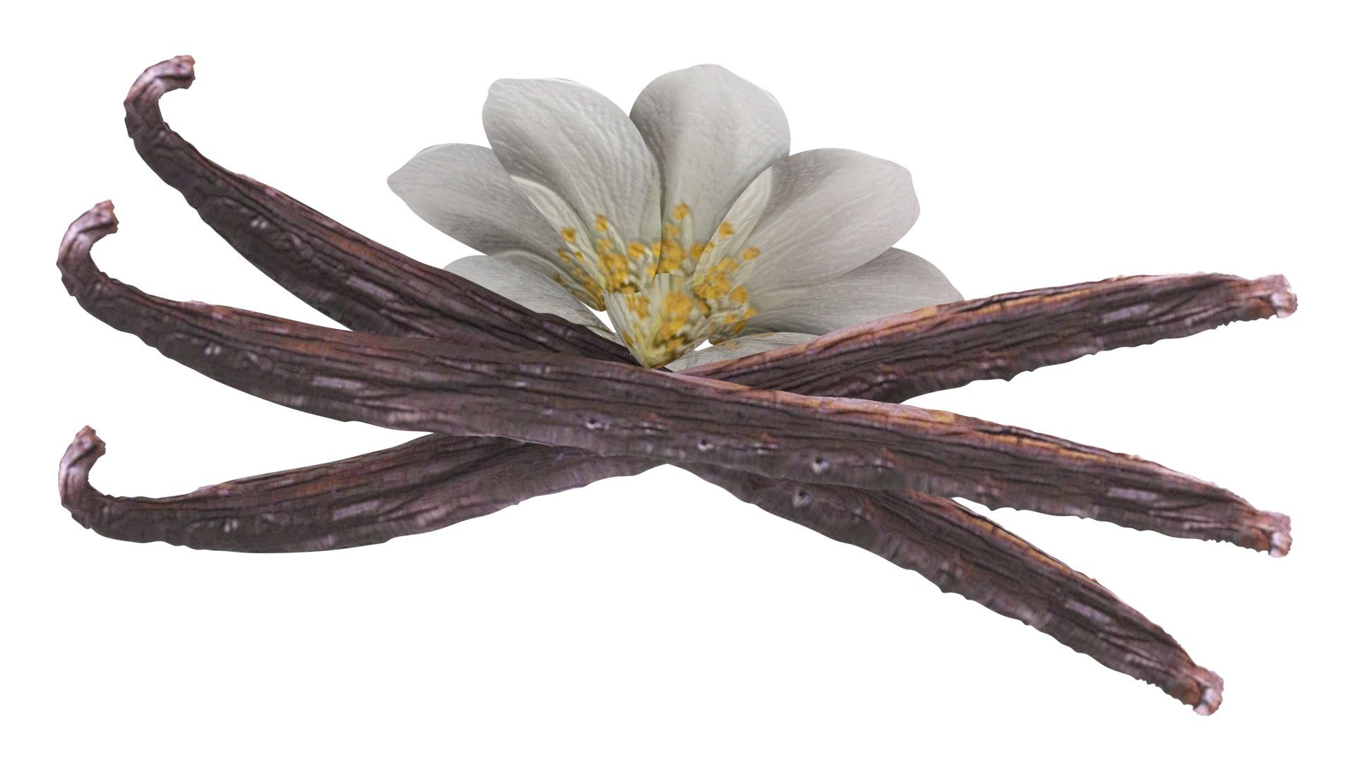 Vanilla 3D Model - TurboSquid 2243521