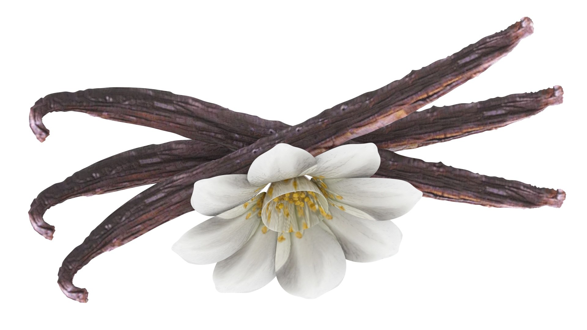 Vanilla 3D Model - TurboSquid 2243521