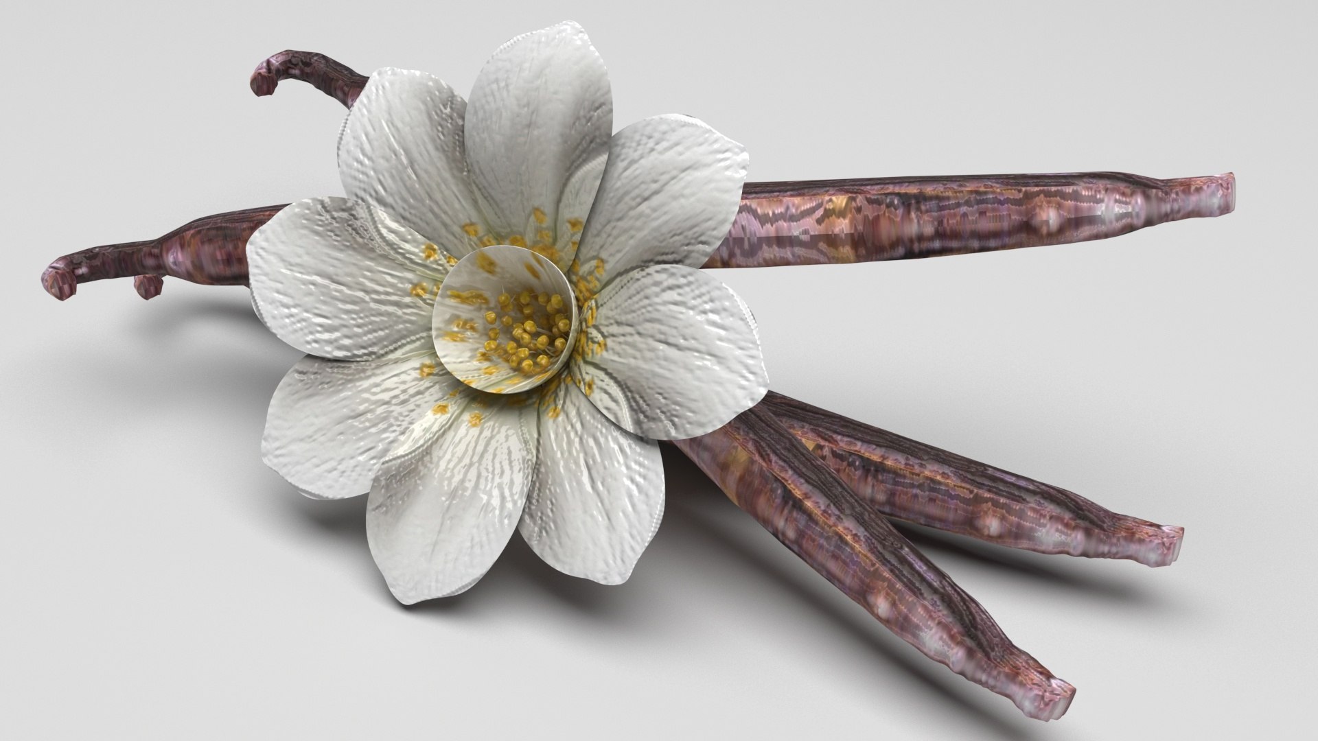 Vanilla 3D Model - TurboSquid 2243521