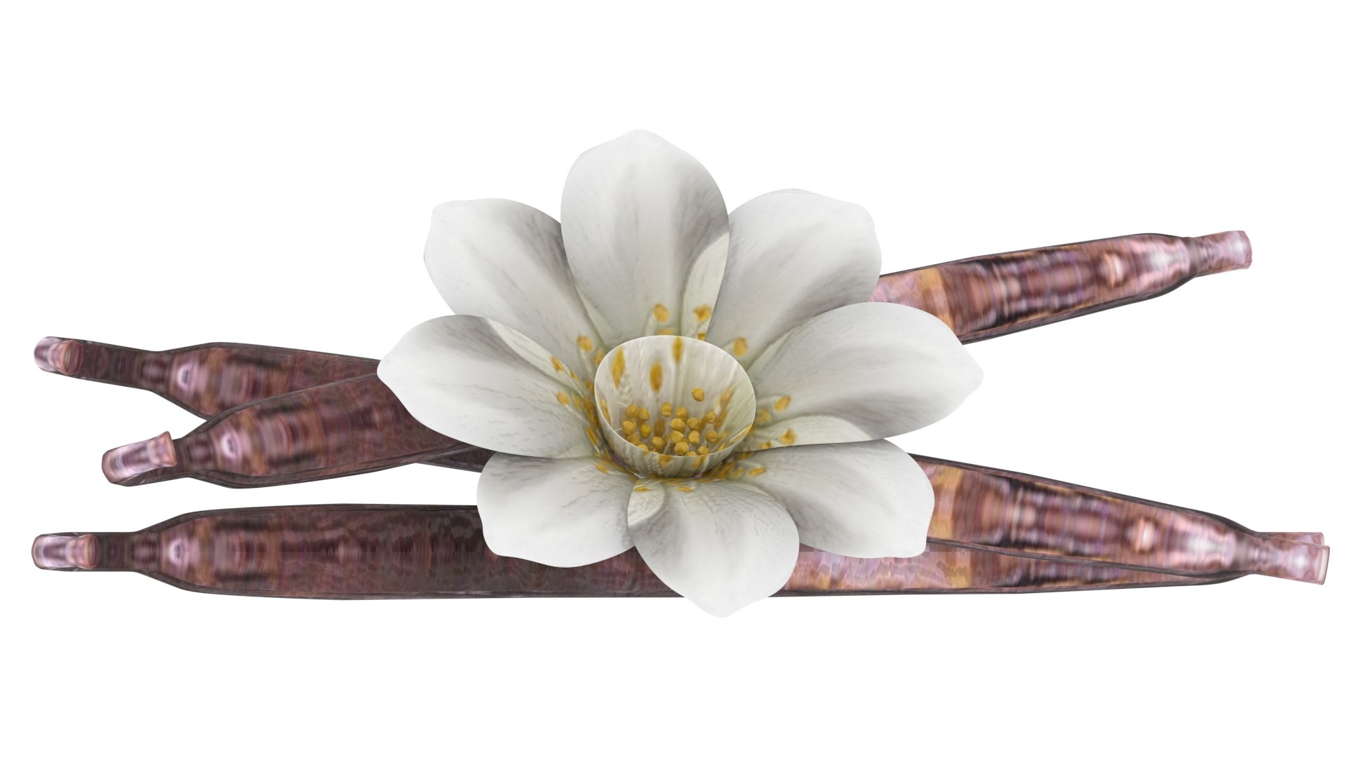 Vanilla 3D Model - TurboSquid 2243521